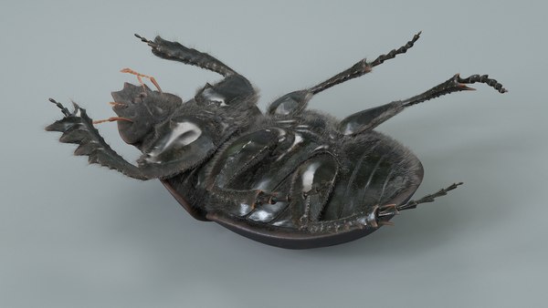 modelo 3d Escarabajo Escarabajo Negro Rigged Xgen - TurboSquid 2226681