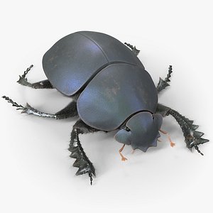 3D Beetle Models - Browse & Download Formats - TurboSquid