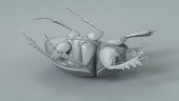 modelo 3d Escarabajo Escarabajo Negro Rigged Xgen - TurboSquid 2226681