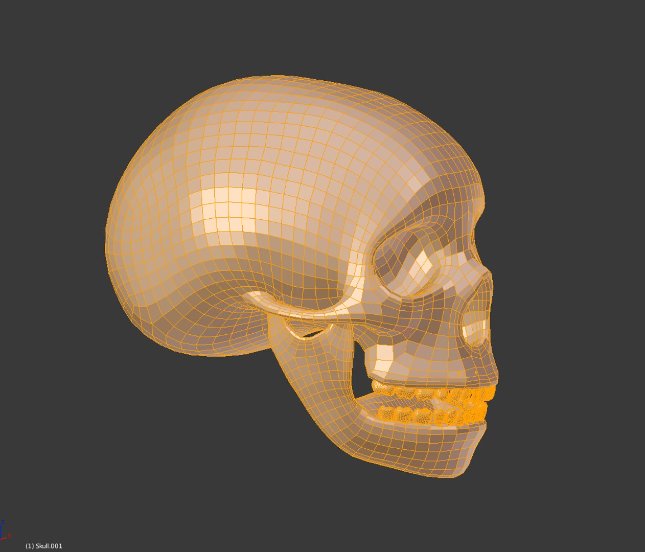 3d Skull Model