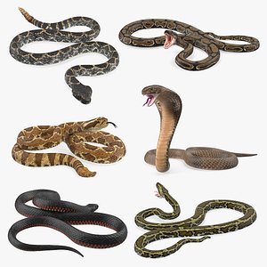 3D rigged snakes 3 model - TurboSquid 1513214