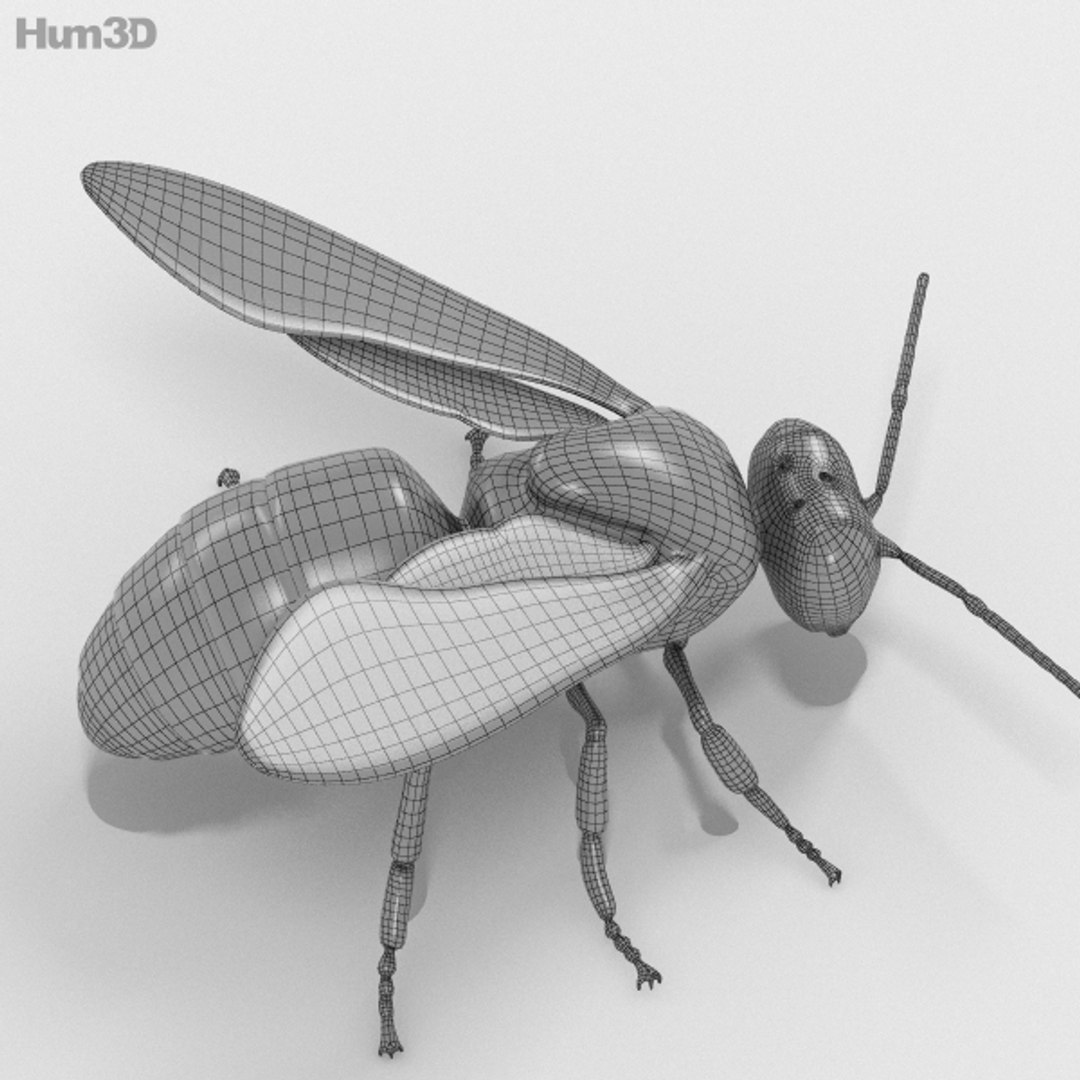 Honey bee 3D model - TurboSquid 1130761