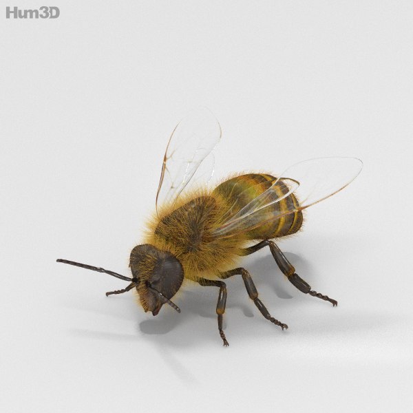3D 3D Studio detailed honey bee