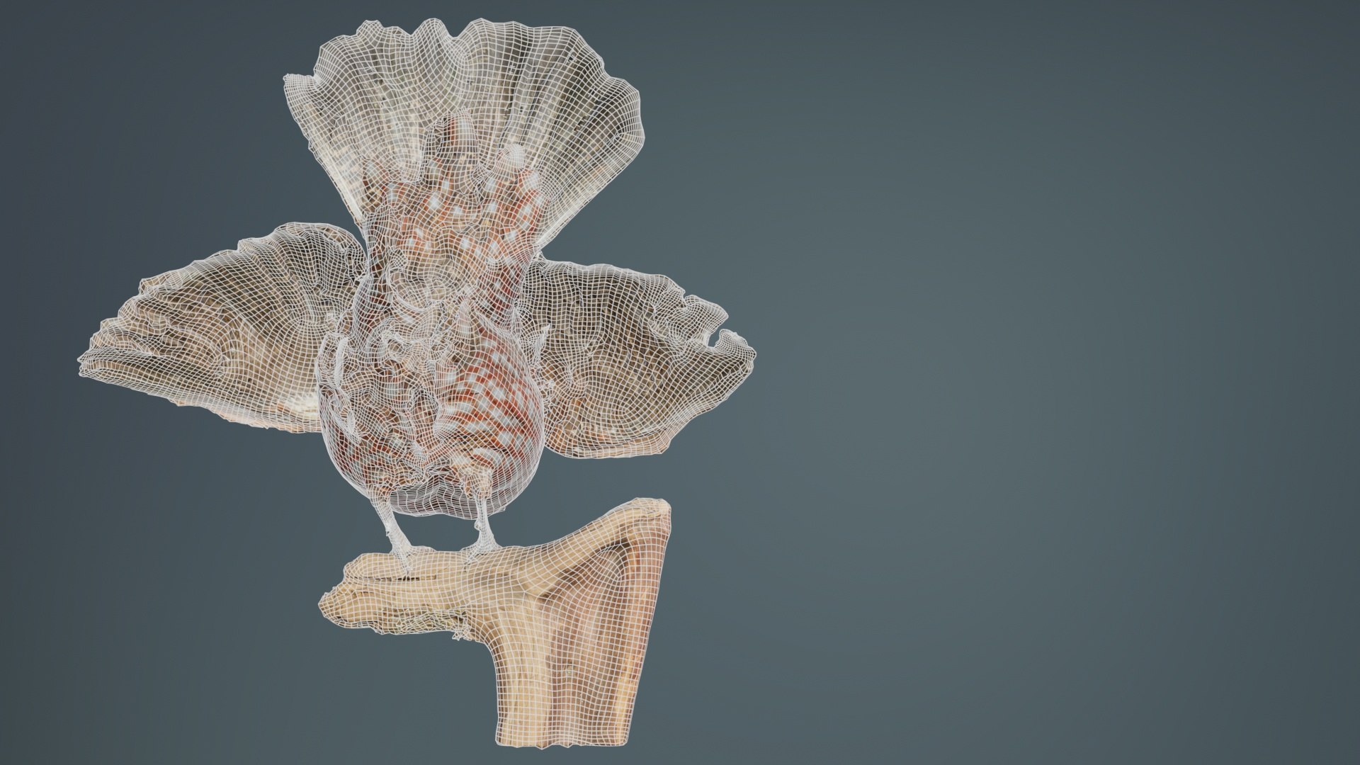 Tragopan Horned Pheasant Bird Phasianidae Remastered Model - TurboSquid ...