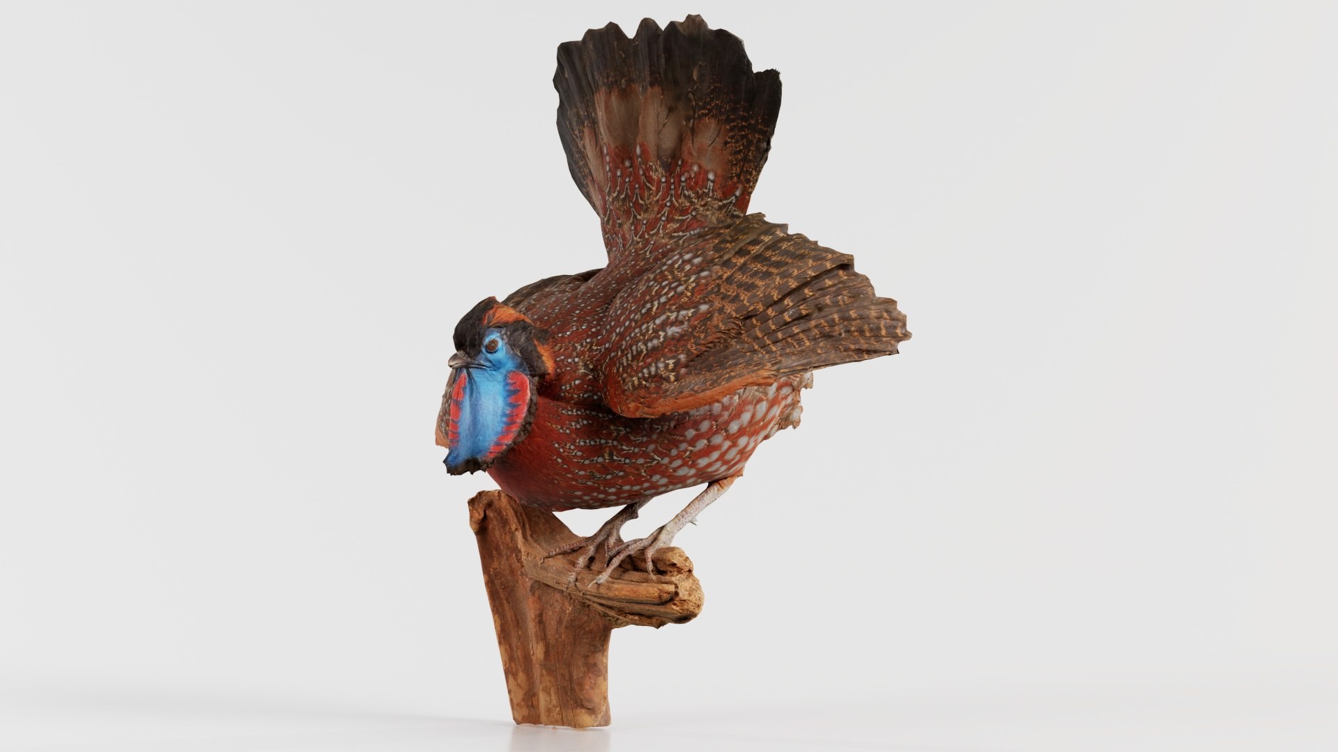 Tragopan Horned Pheasant Bird Phasianidae Remastered Model - TurboSquid ...