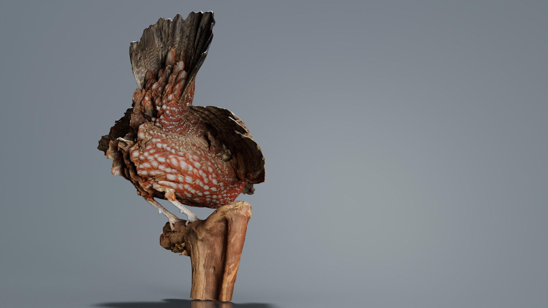 Tragopan Horned Pheasant Bird Phasianidae Remastered Model - TurboSquid ...