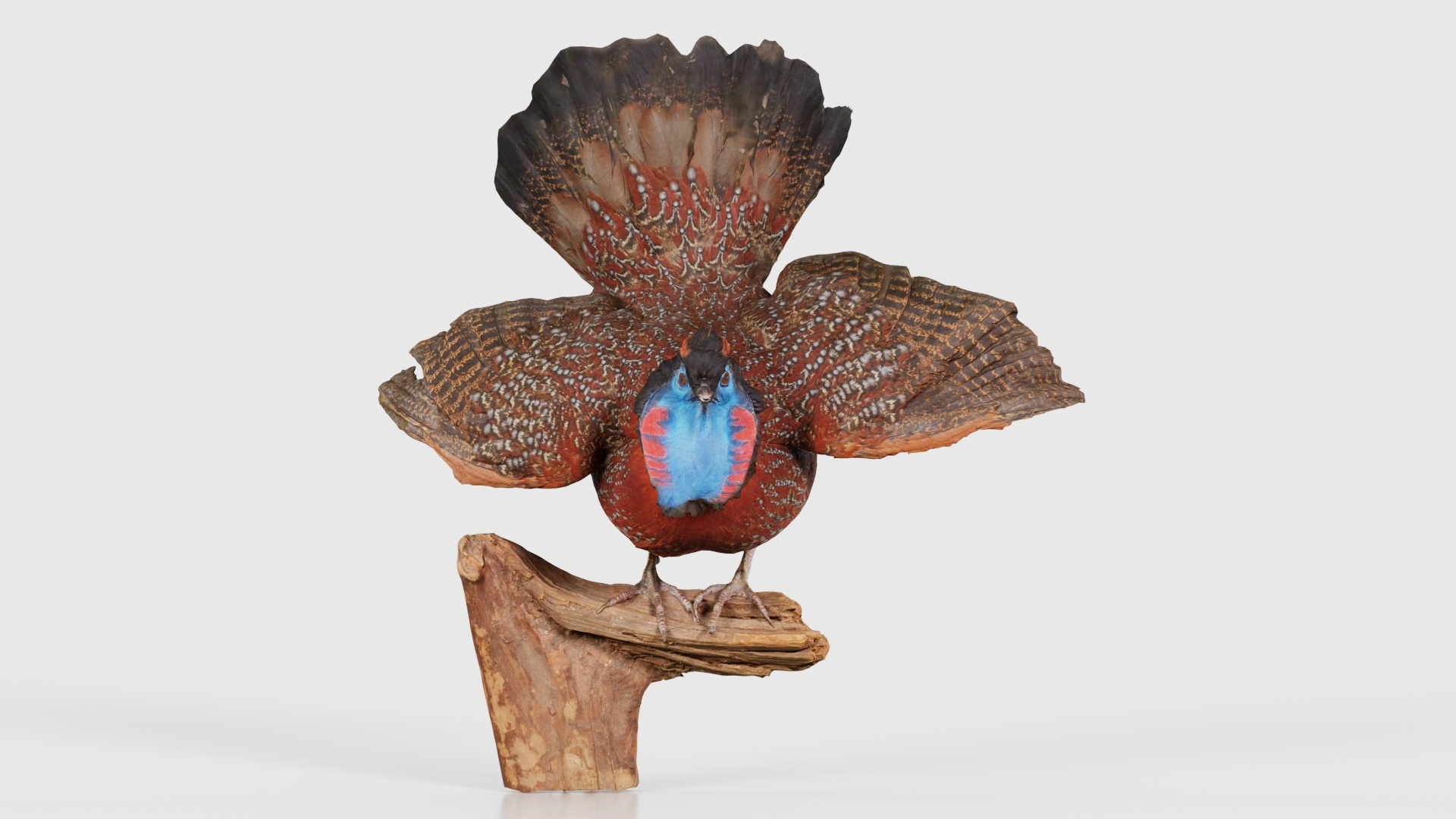 Tragopan Horned Pheasant Bird Phasianidae Remastered Model - TurboSquid ...