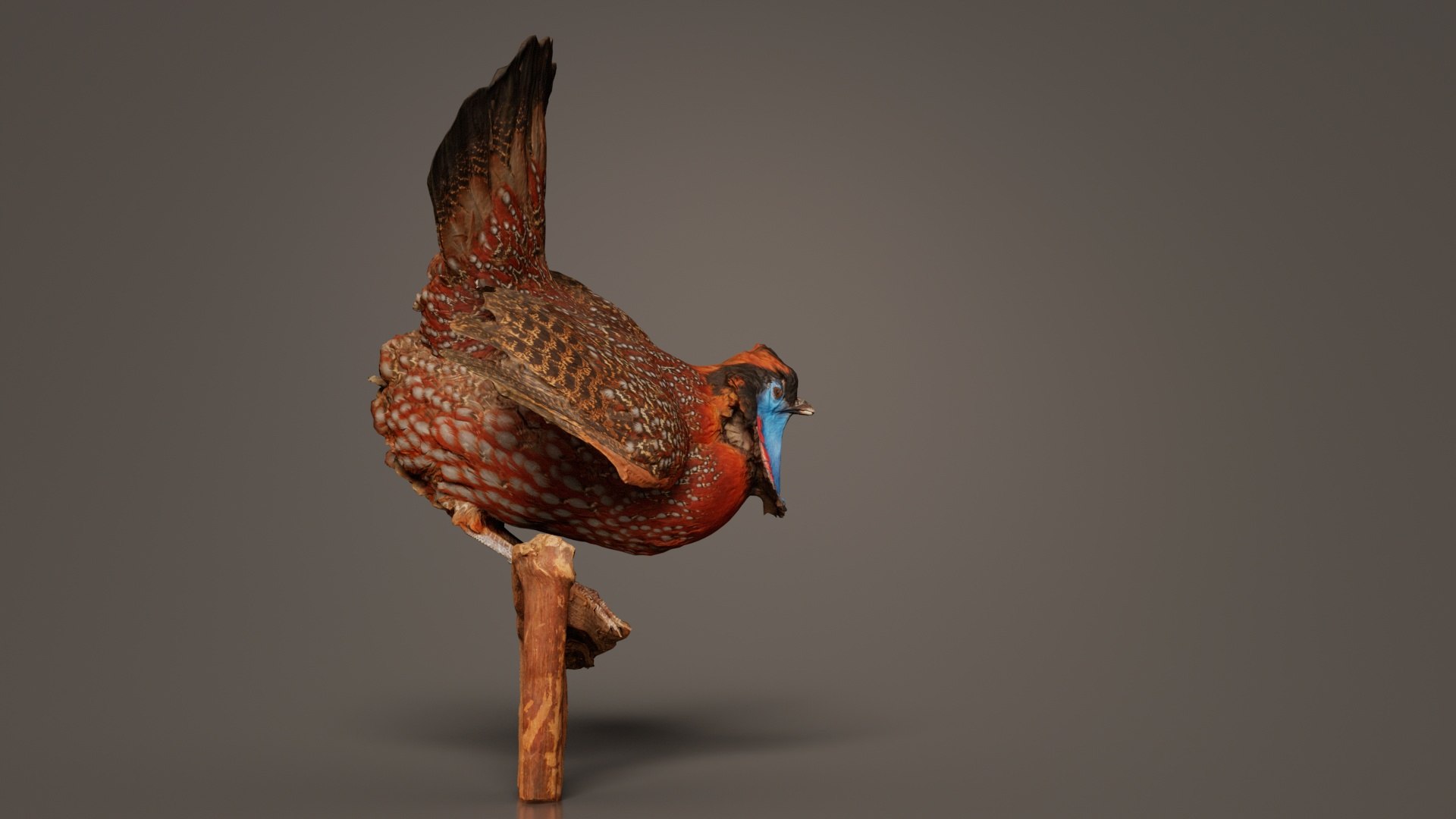 Tragopan Horned Pheasant Bird Phasianidae Remastered Model - TurboSquid ...
