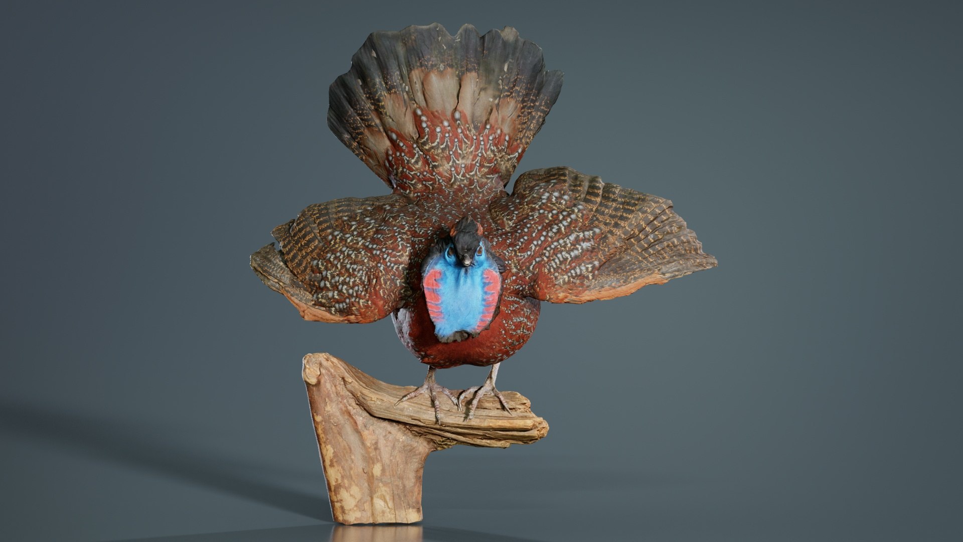 Tragopan Horned Pheasant Bird Phasianidae Remastered Model - TurboSquid ...
