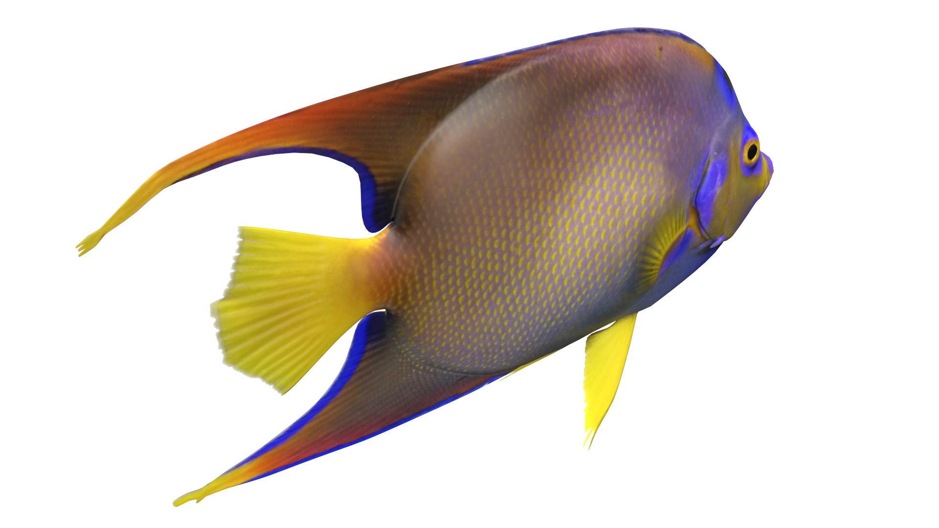 3D Queen Angelfish Model - TurboSquid 1908974