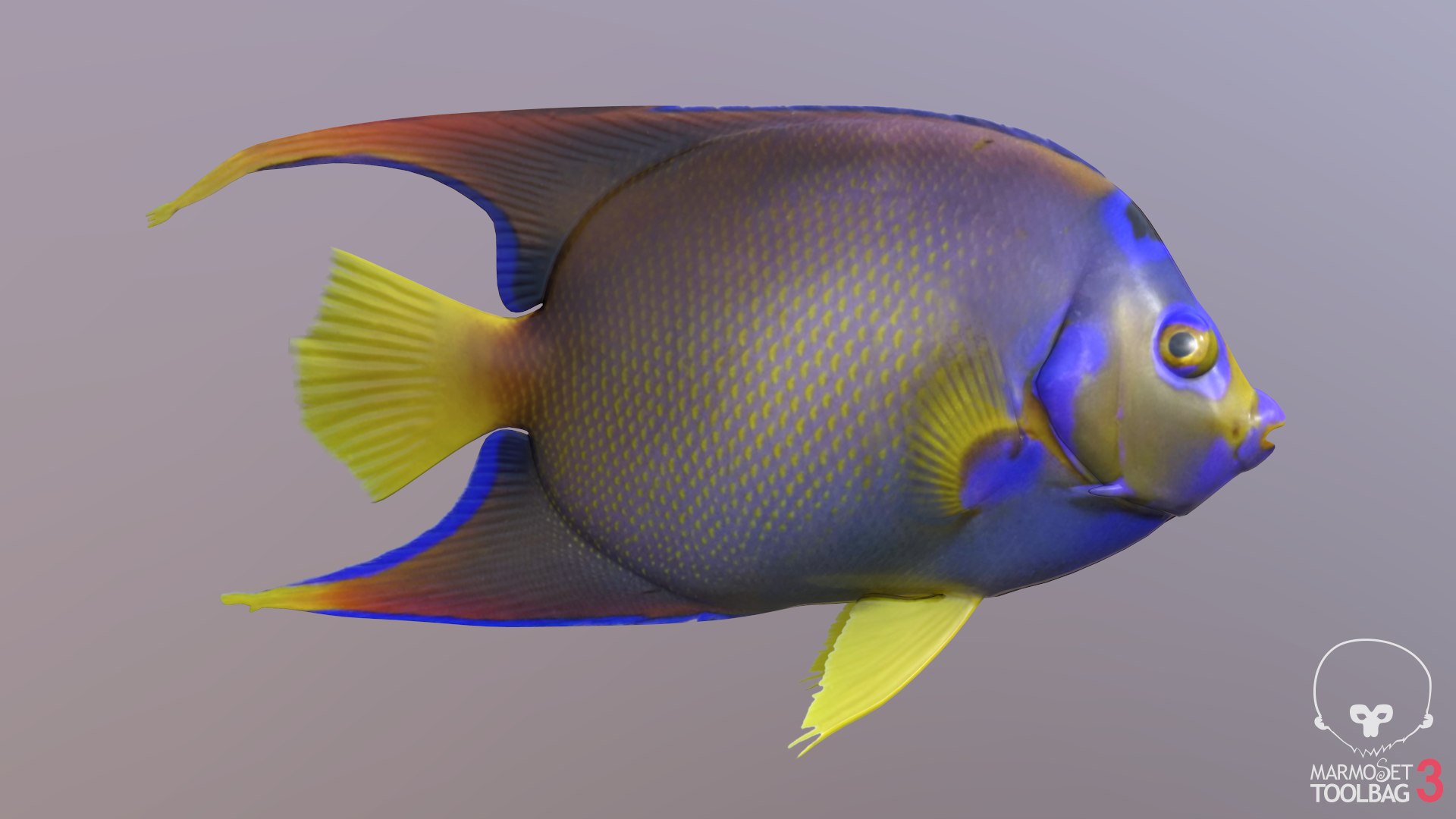 3D Queen Angelfish Model - TurboSquid 1908974