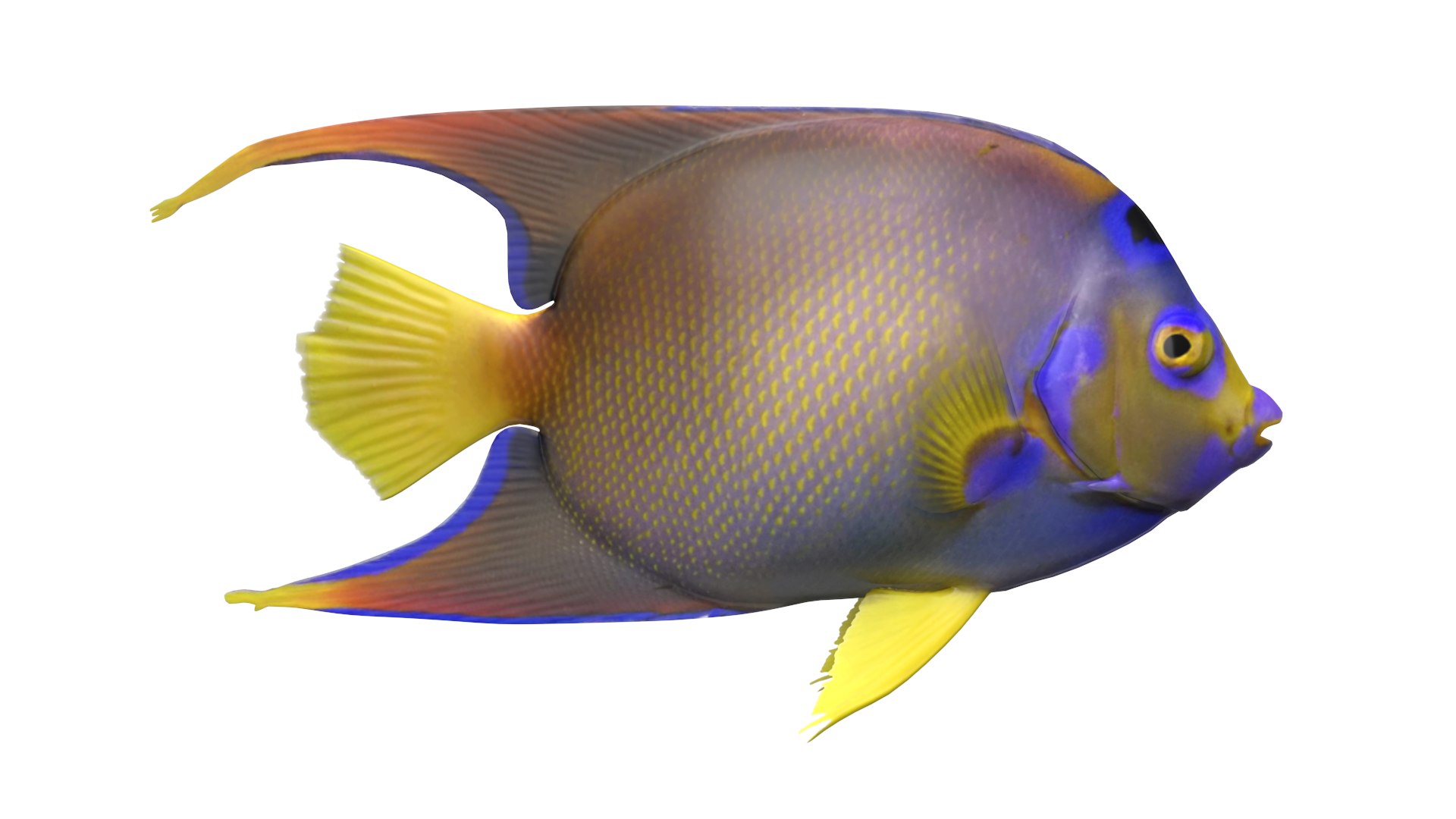 3D Queen Angelfish Model - TurboSquid 1908974