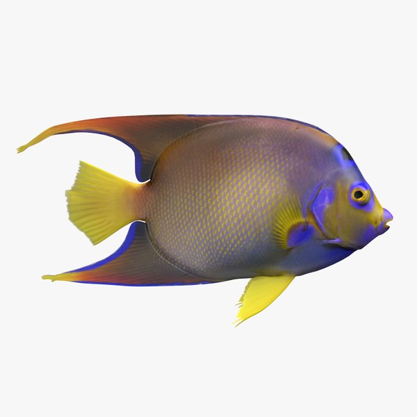 Angelfish 3D Models for Download | TurboSquid