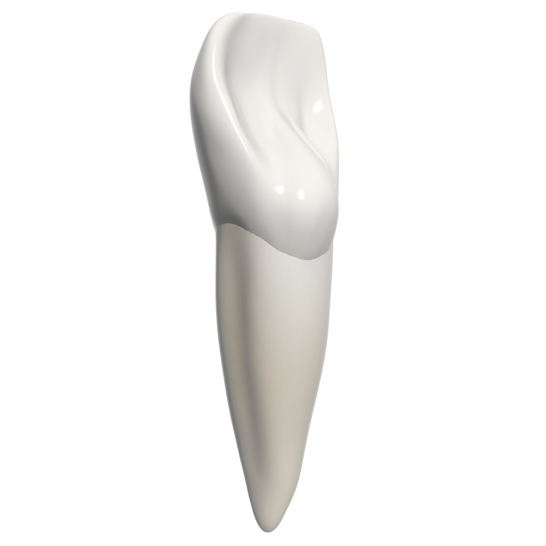 3d lateral incisor