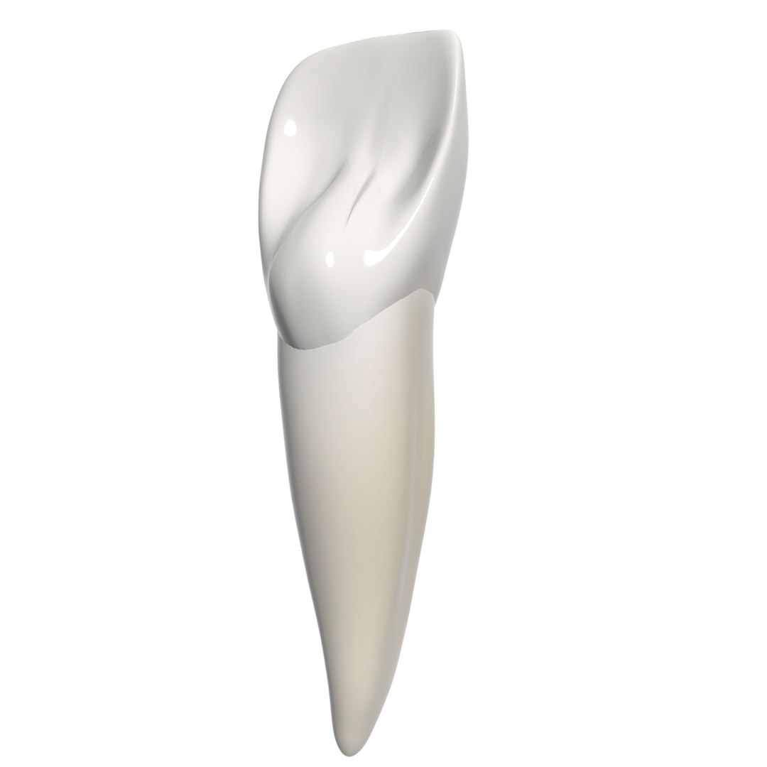 3d lateral incisor
