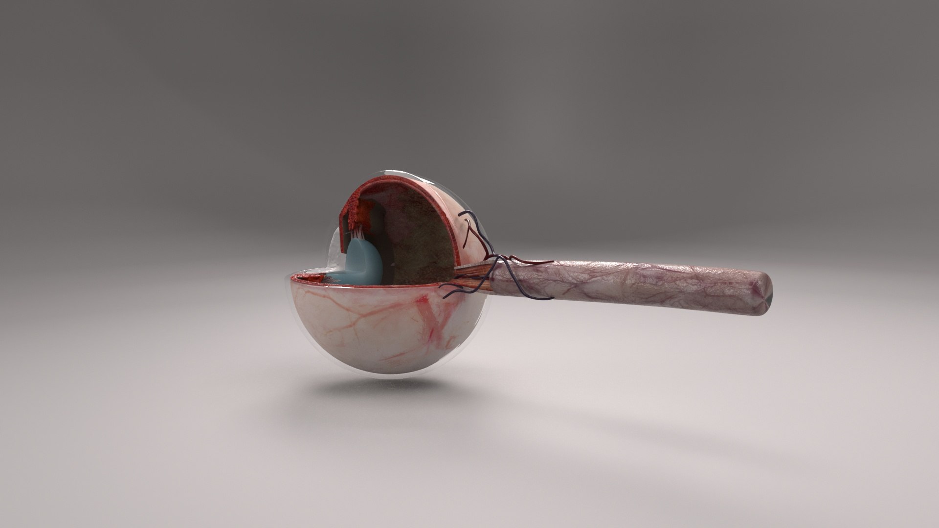 Eye Cross Section 3D Model - TurboSquid 2026219