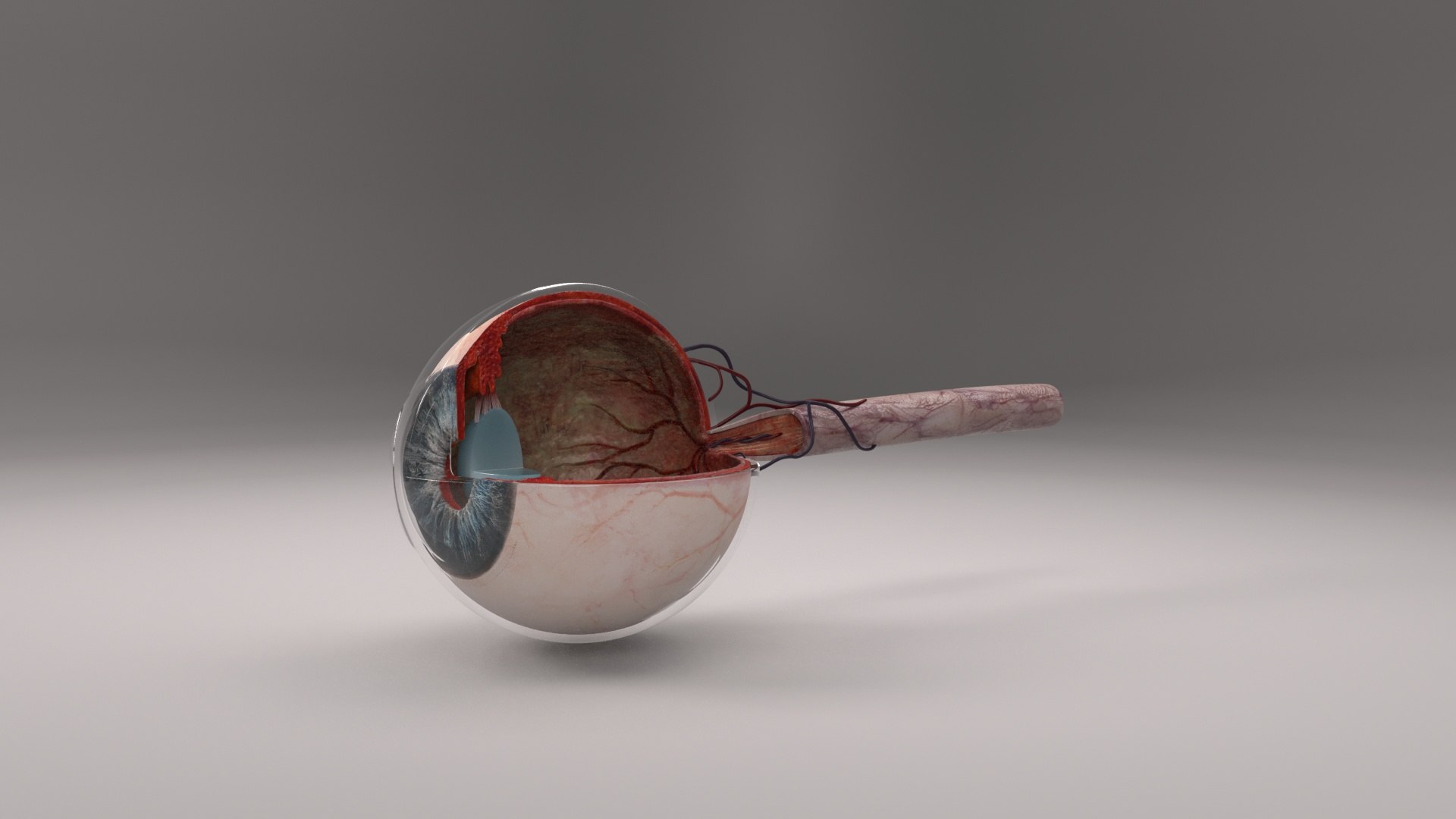 Eye Cross Section 3D Model - TurboSquid 2026219