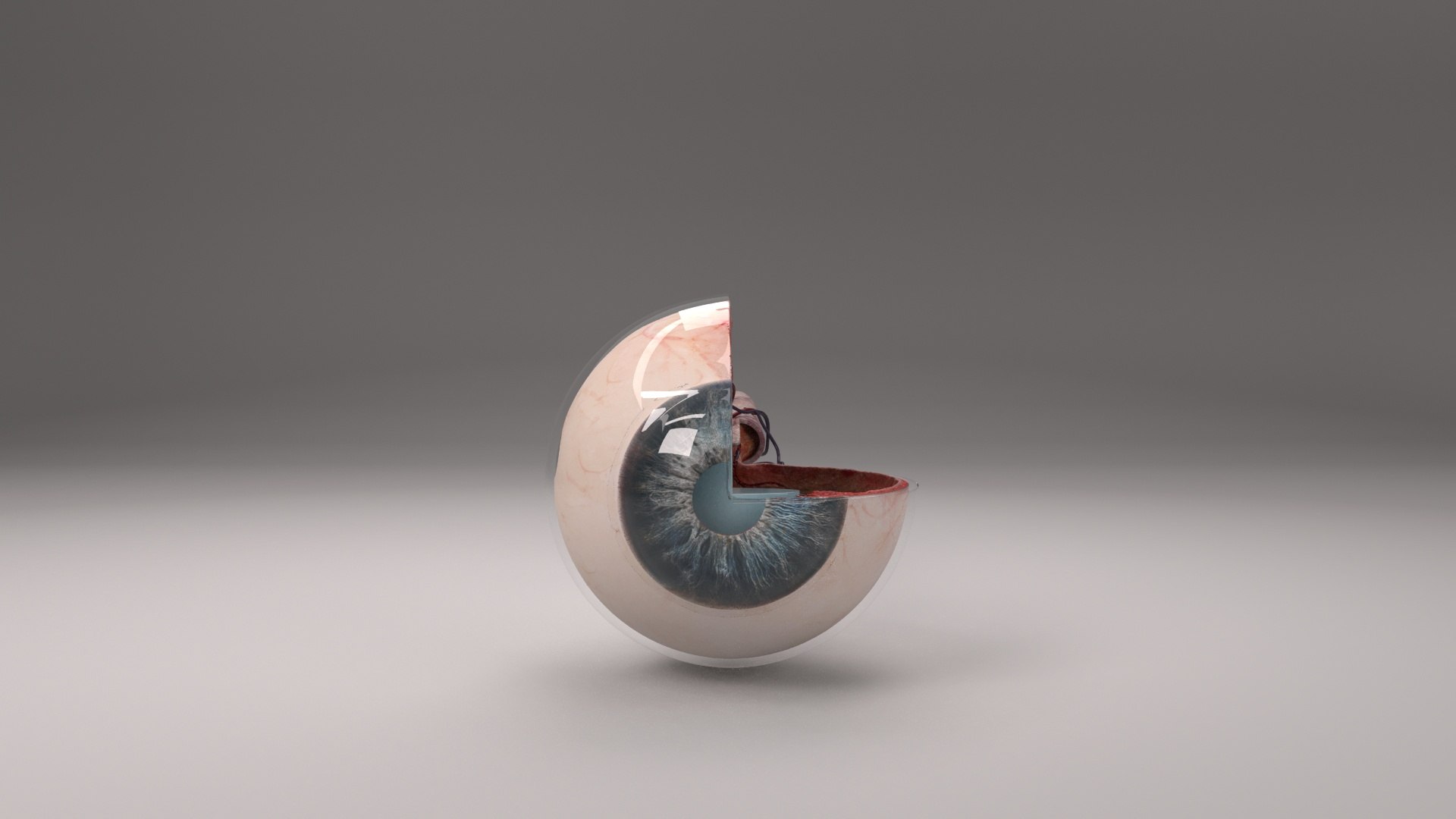 Eye Cross Section 3D Model - TurboSquid 2026219