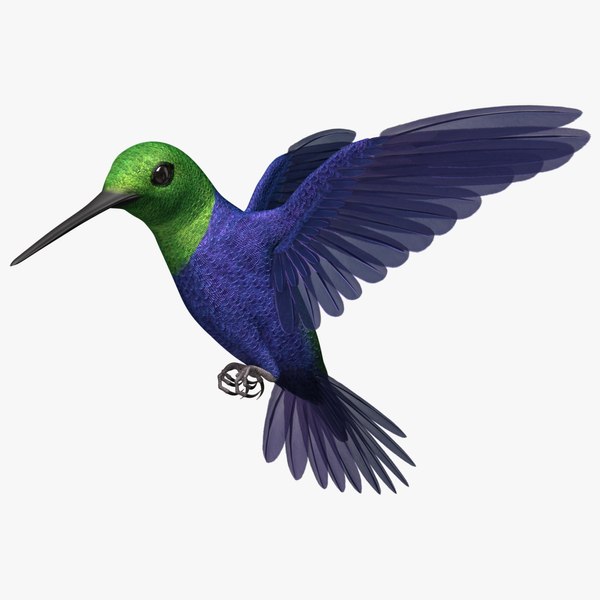 Hummingbird 3D Models for Download | TurboSquid