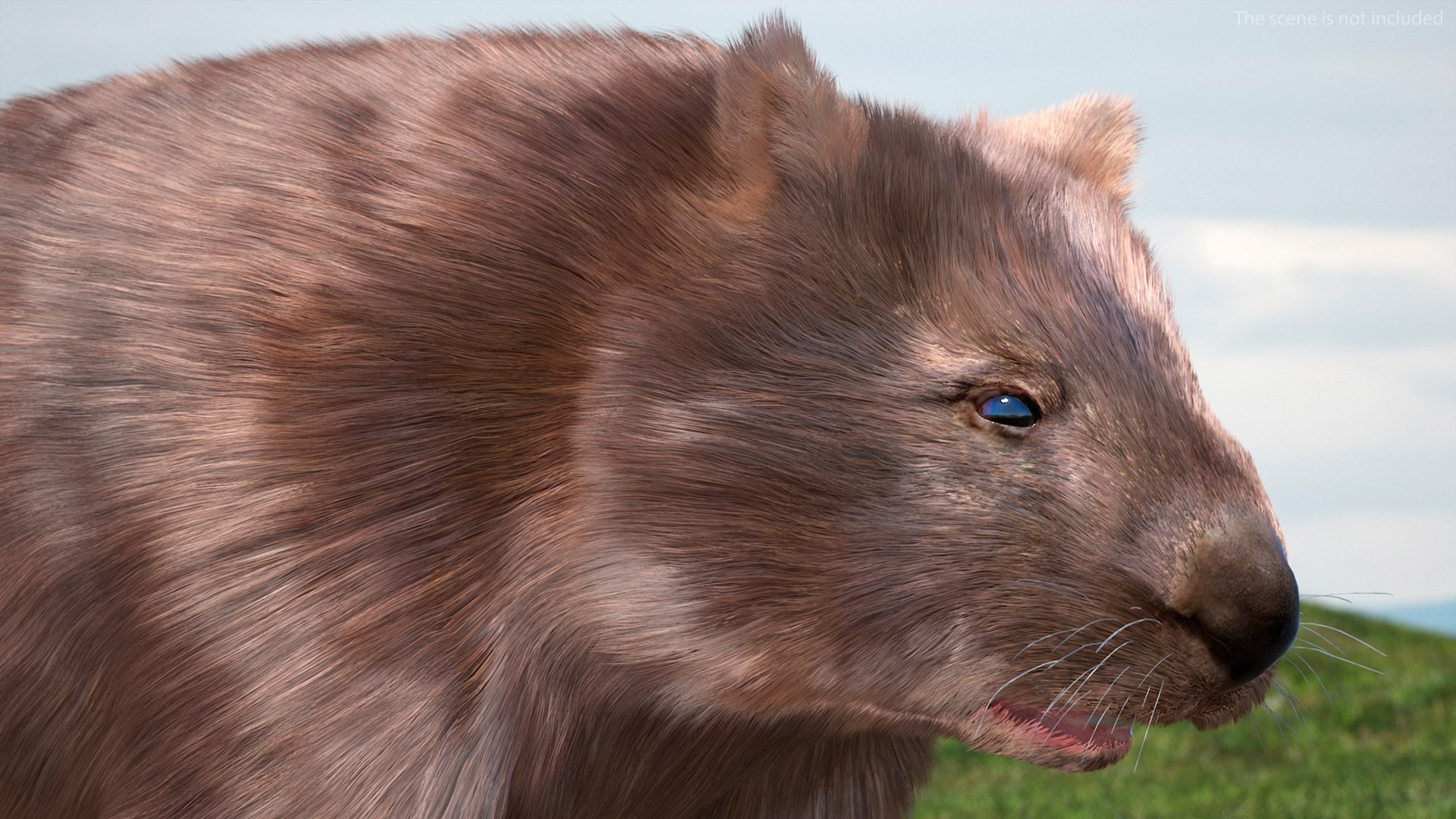 Common Wombat Brown Fur 3D Model - TurboSquid 2101971