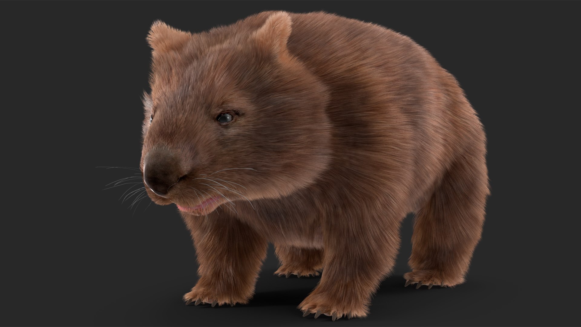 Common Wombat Brown Fur 3D Model - TurboSquid 2101971