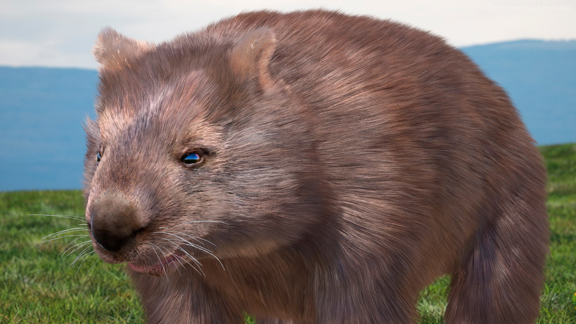 Common Wombat Brown Fur 3D Model - TurboSquid 2101971