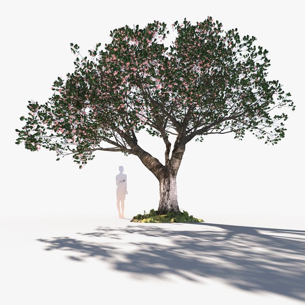 3D cherry tree flowering prunus avium D model - TurboSquid 1779573