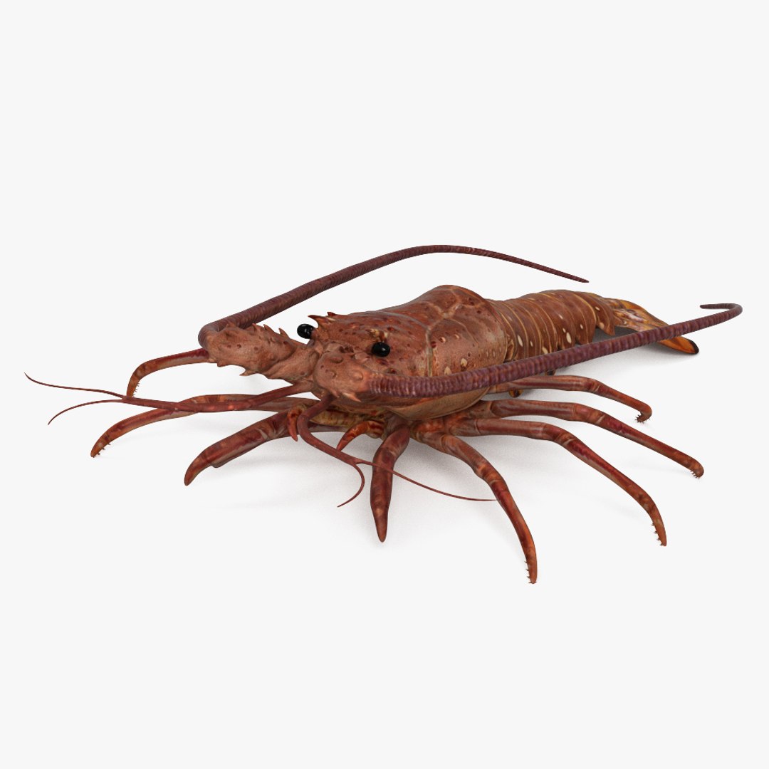 가시 랍스터 3D 모델 - TurboSquid 2143157