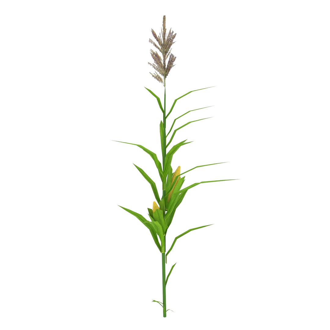 Low-poly Corn Stalk 3d Model