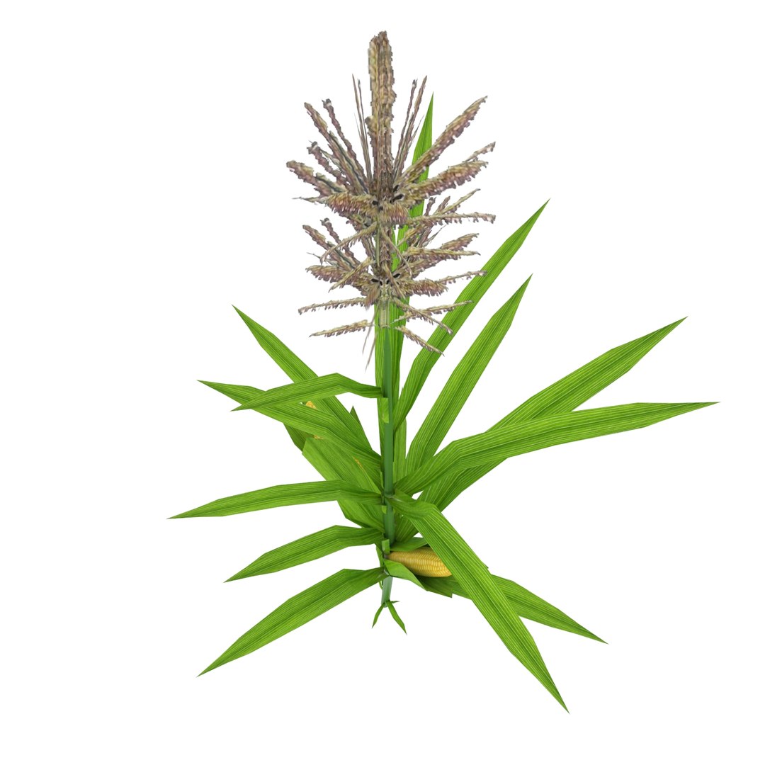Low-poly Corn Stalk 3d Model