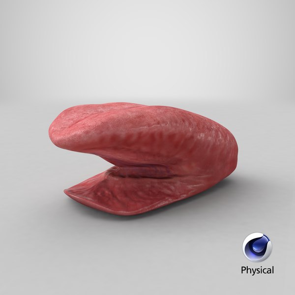 Tongue taste buds 3D model - TurboSquid 1709268