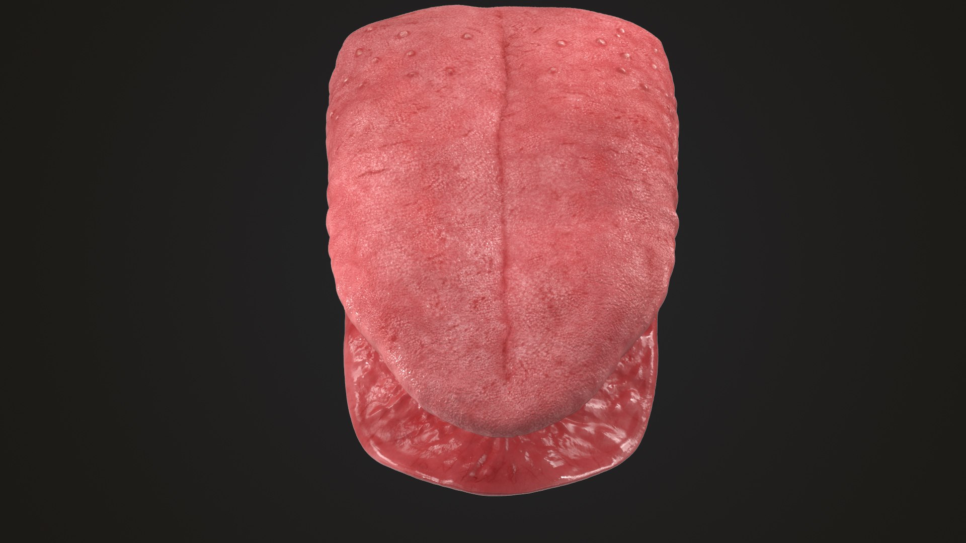 Tongue taste buds 3D model - TurboSquid 1709268