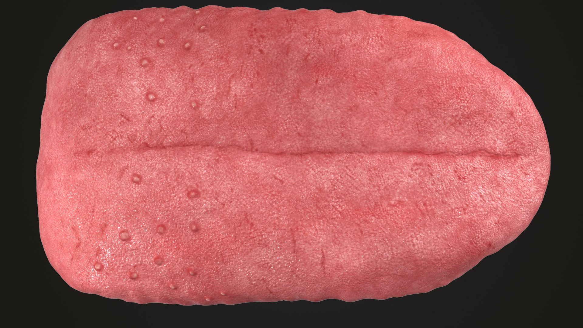 Tongue taste buds 3D model - TurboSquid 1709268