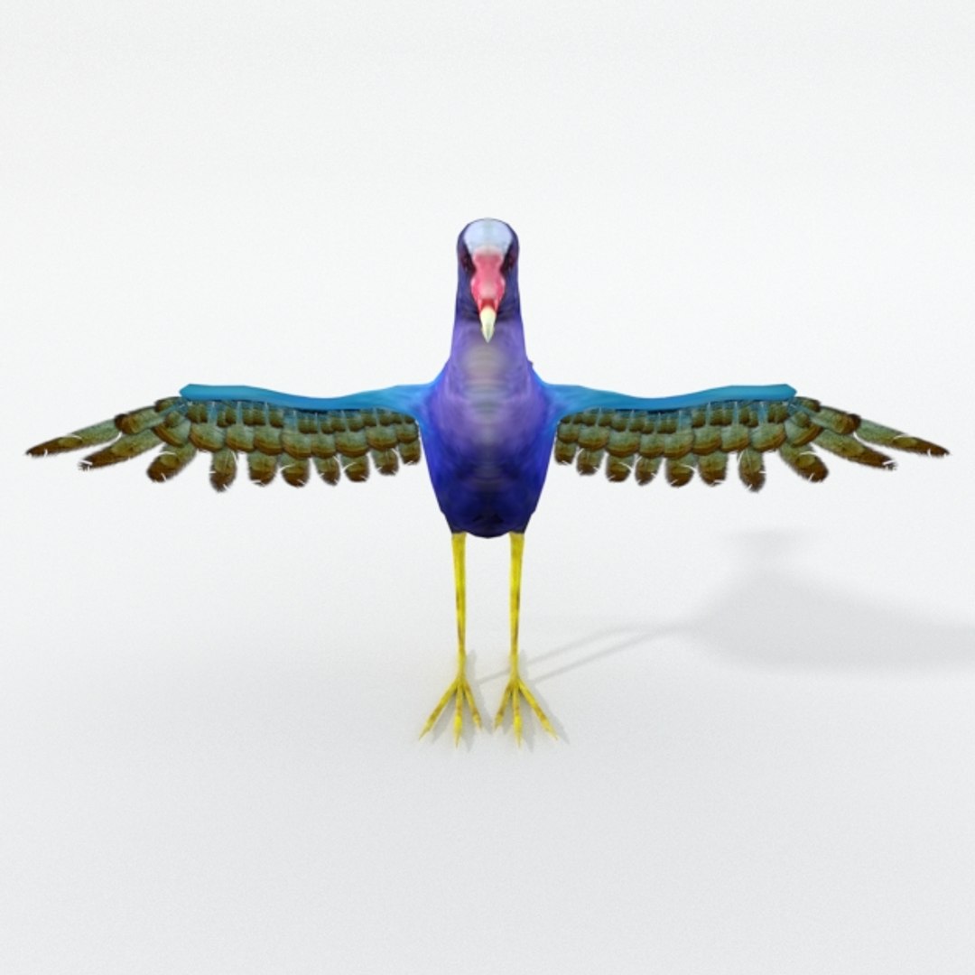 Tingua 3D Model - TurboSquid 1394953