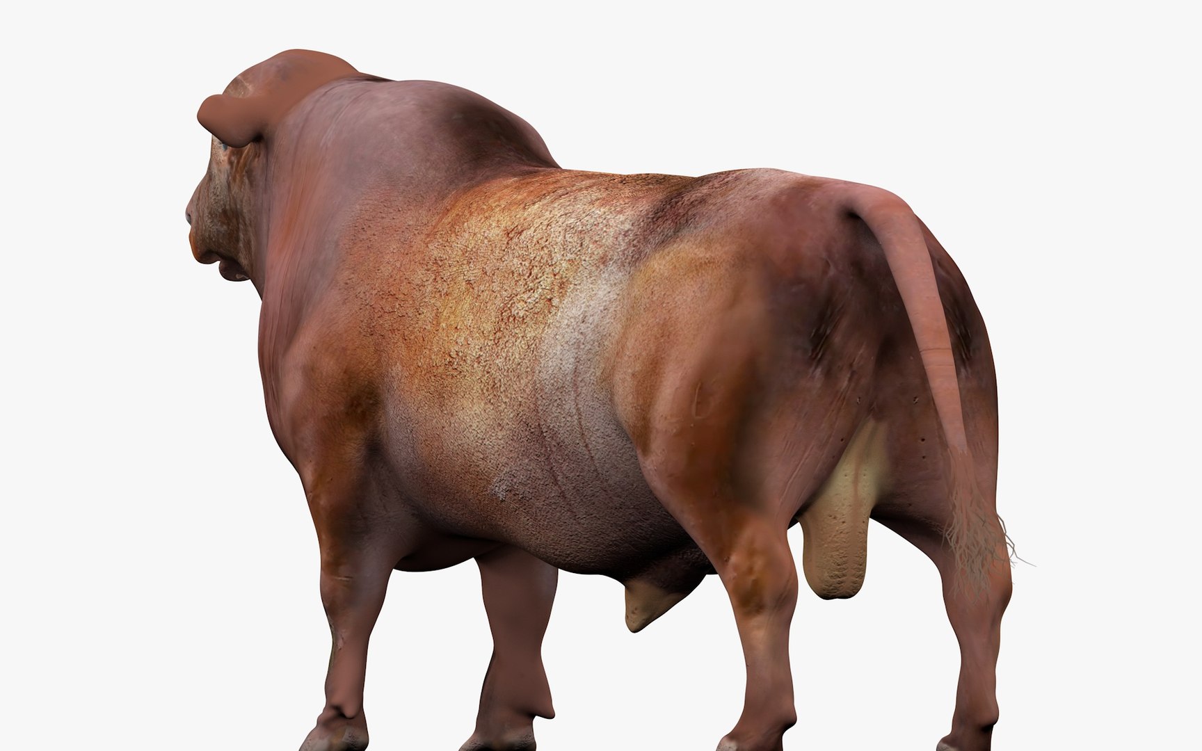 3D Model RED ANGUS Rigged L2061 - TurboSquid 2153513