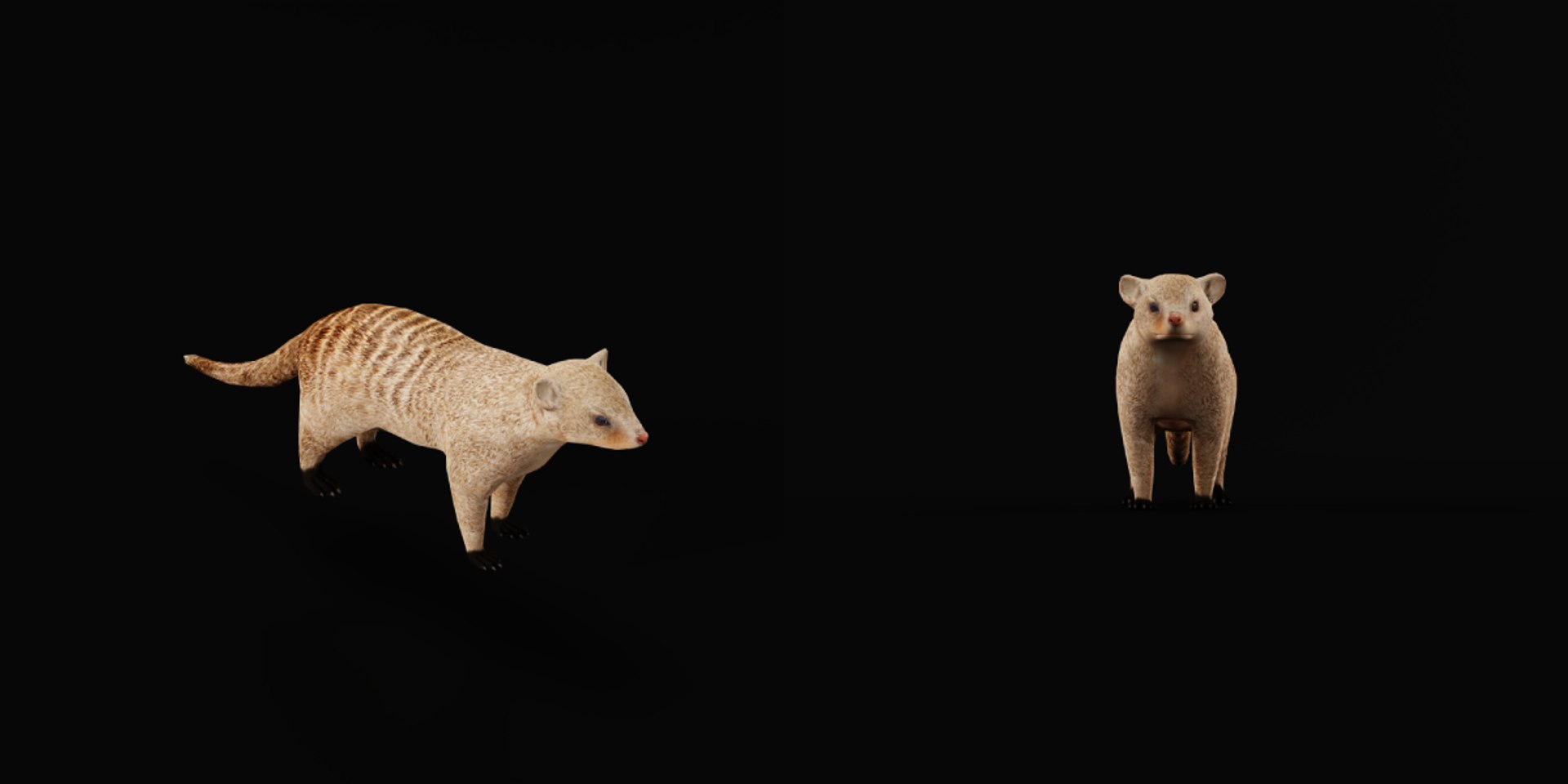 BandedMongoose Model - TurboSquid 2365474