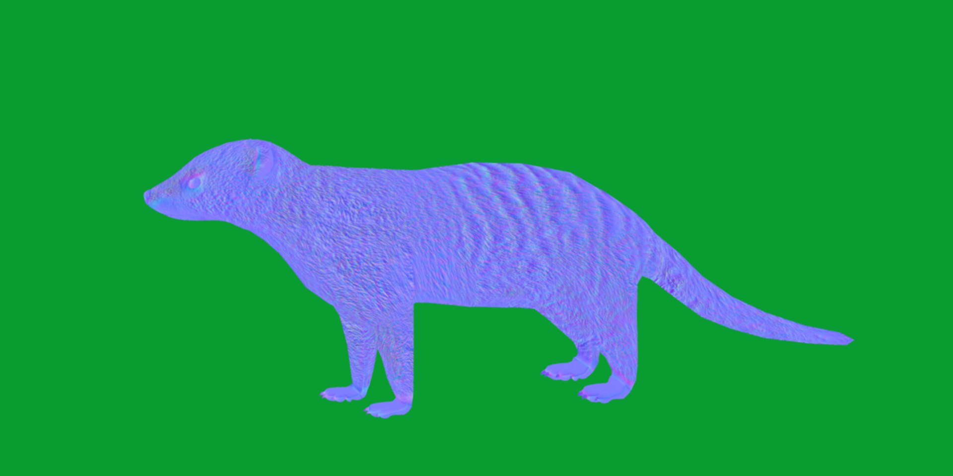 BandedMongoose Model - TurboSquid 2365474