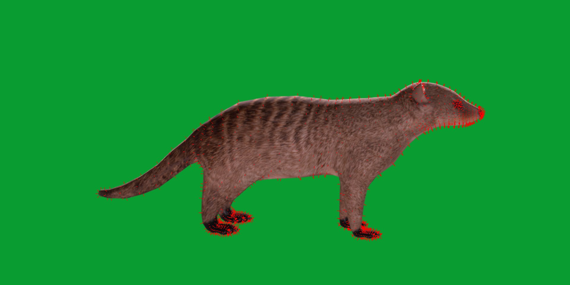 BandedMongoose Model - TurboSquid 2365474