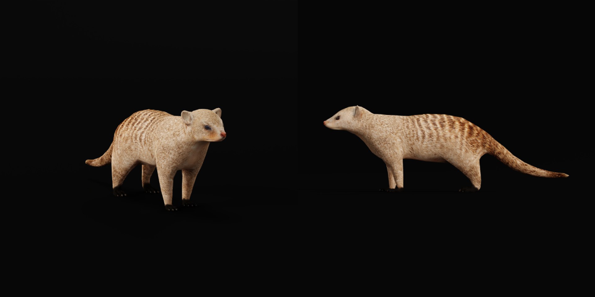 BandedMongoose Model - TurboSquid 2365474