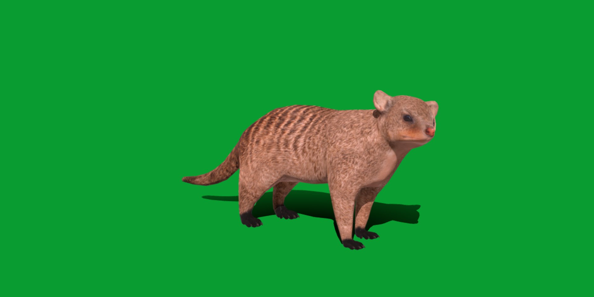 BandedMongoose Model - TurboSquid 2365474