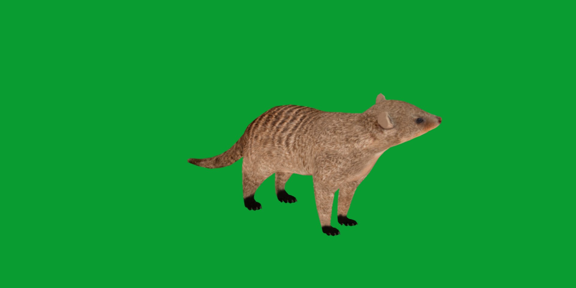 BandedMongoose Model - TurboSquid 2365474