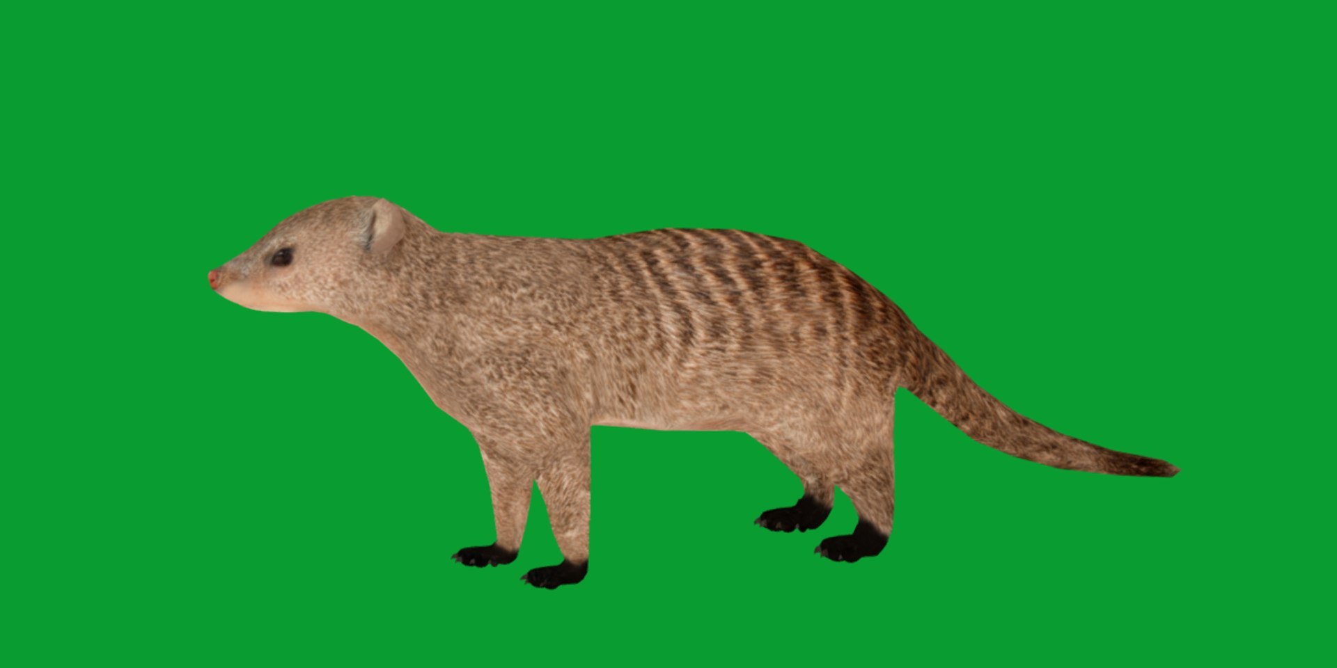 BandedMongoose Model - TurboSquid 2365474