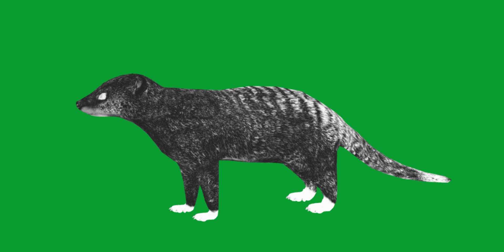 BandedMongoose Model - TurboSquid 2365474