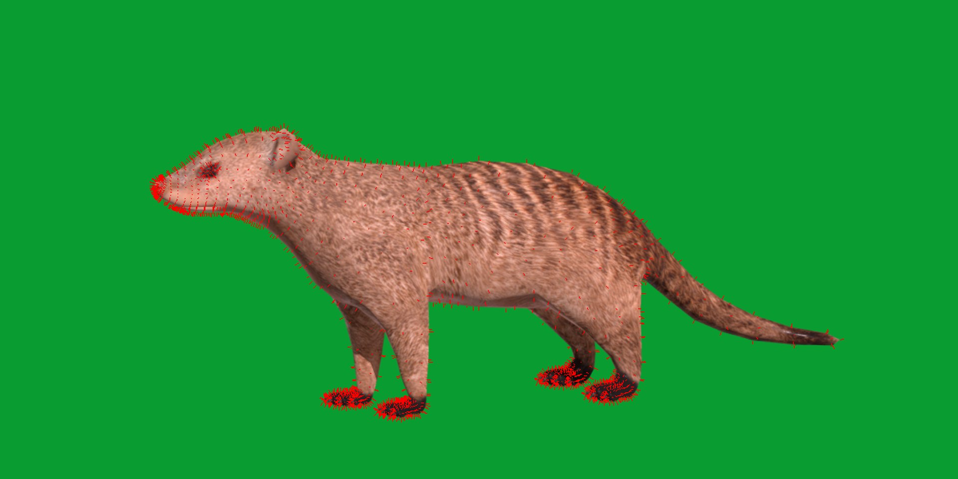 BandedMongoose Model - TurboSquid 2365474