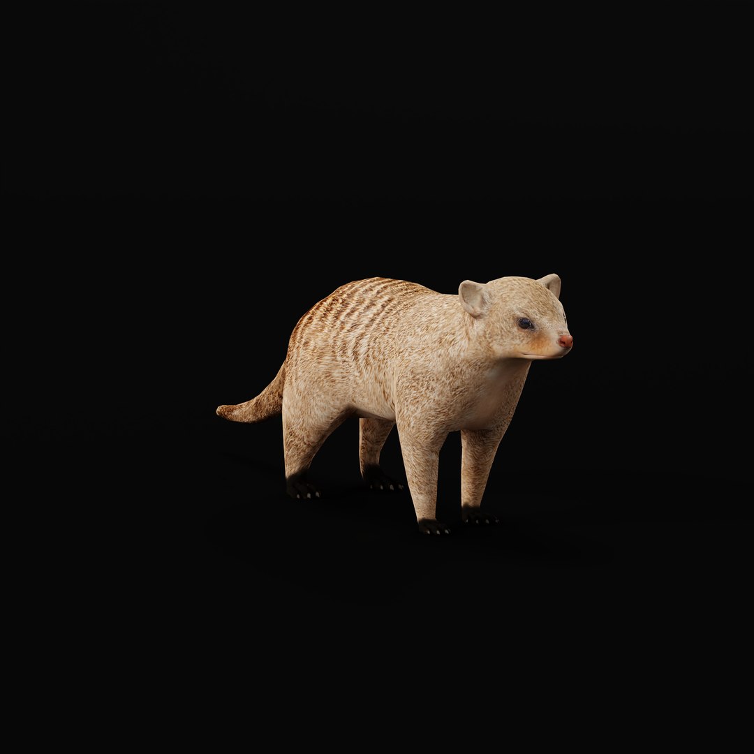 BandedMongoose Model - TurboSquid 2365474