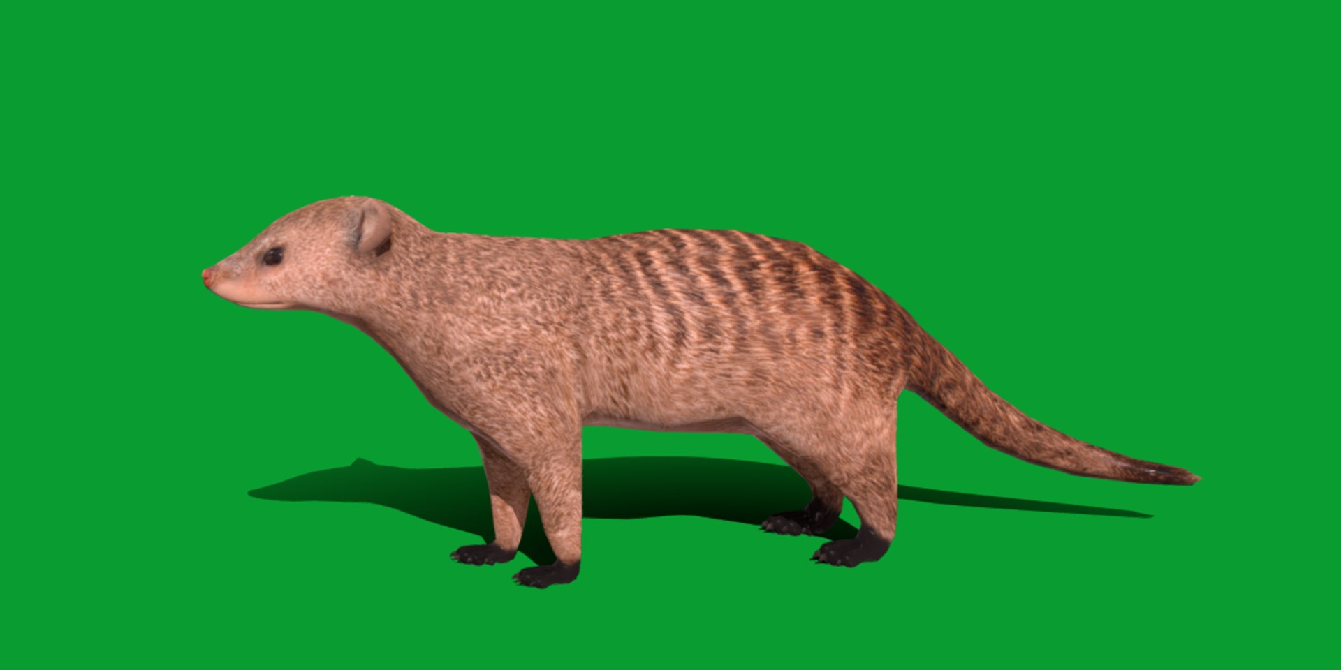 BandedMongoose Model - TurboSquid 2365474