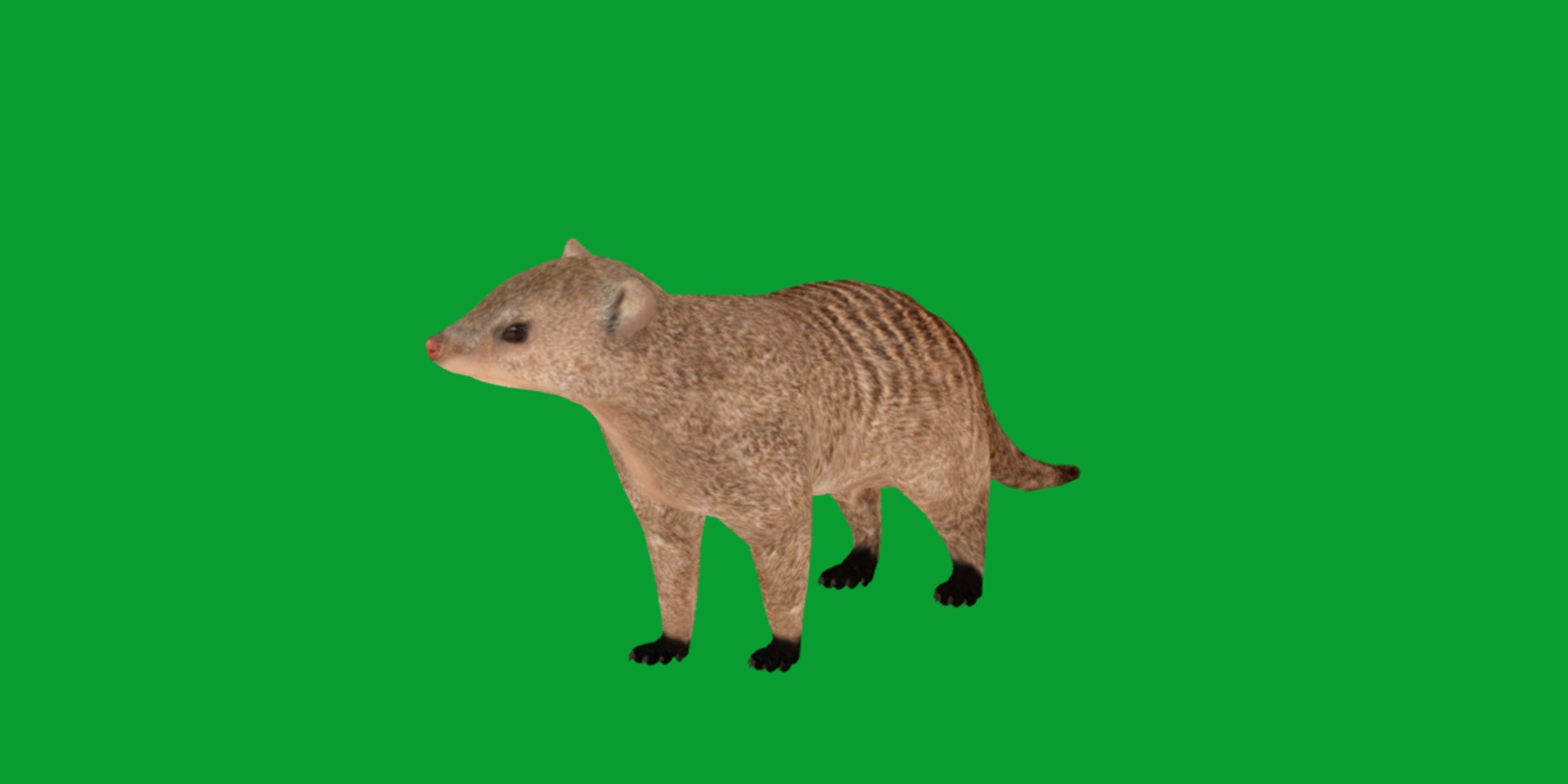 BandedMongoose Model - TurboSquid 2365474
