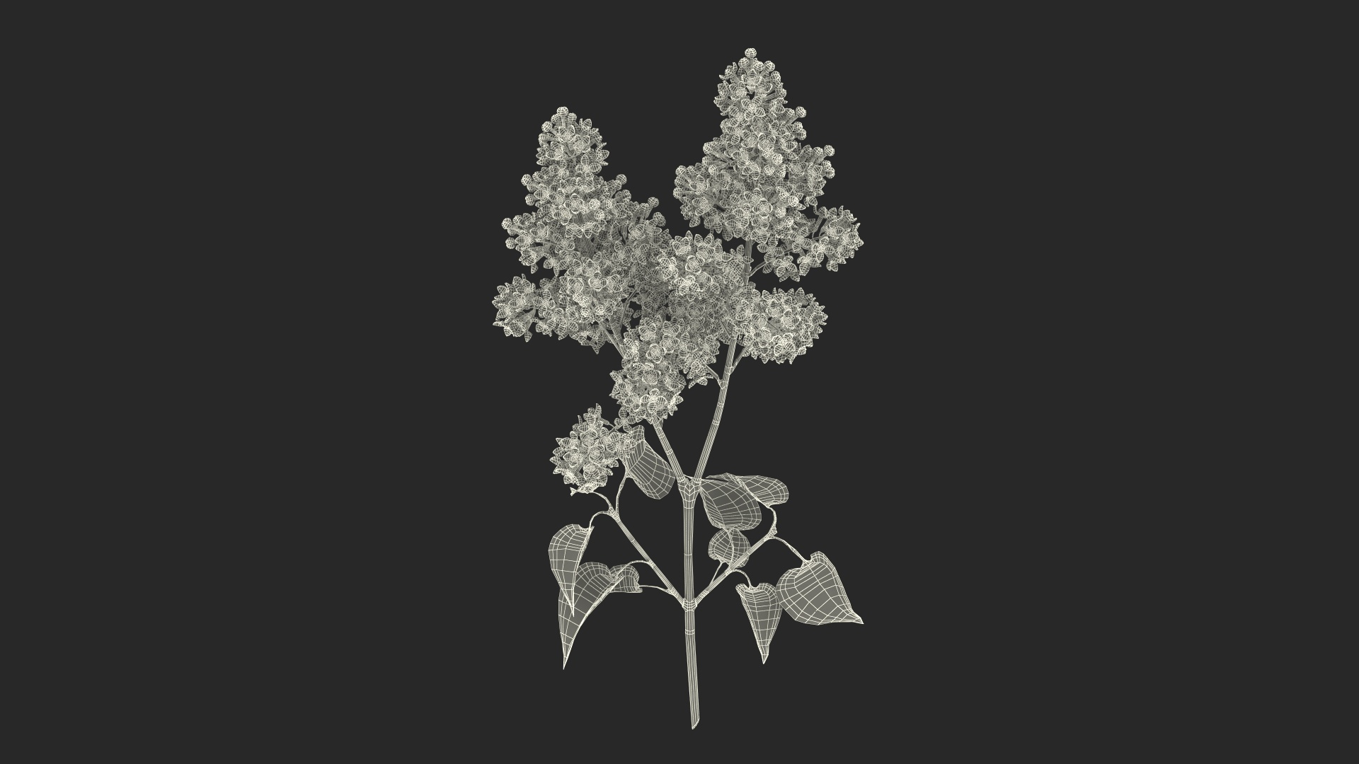 Lilac Branch 3D model - TurboSquid 2145569