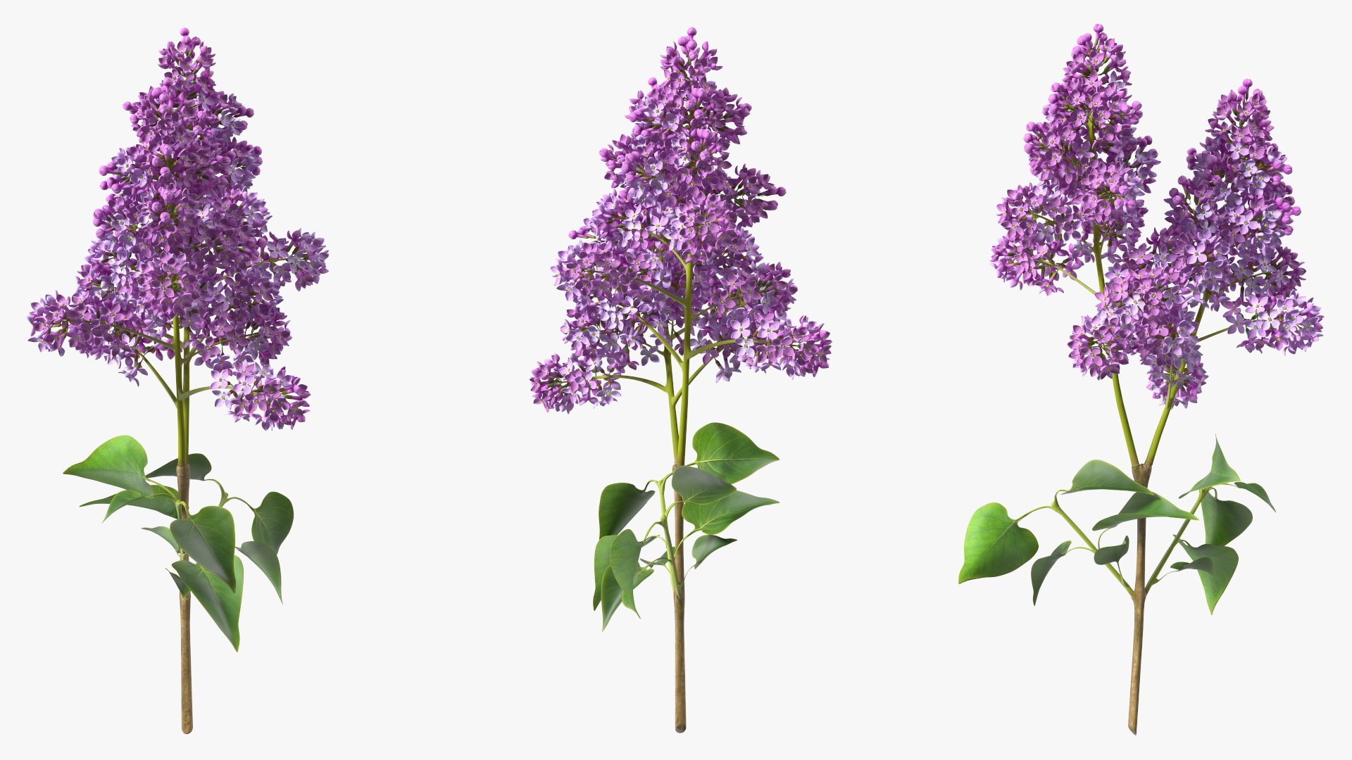 Lilac Branch 3D model - TurboSquid 2145569