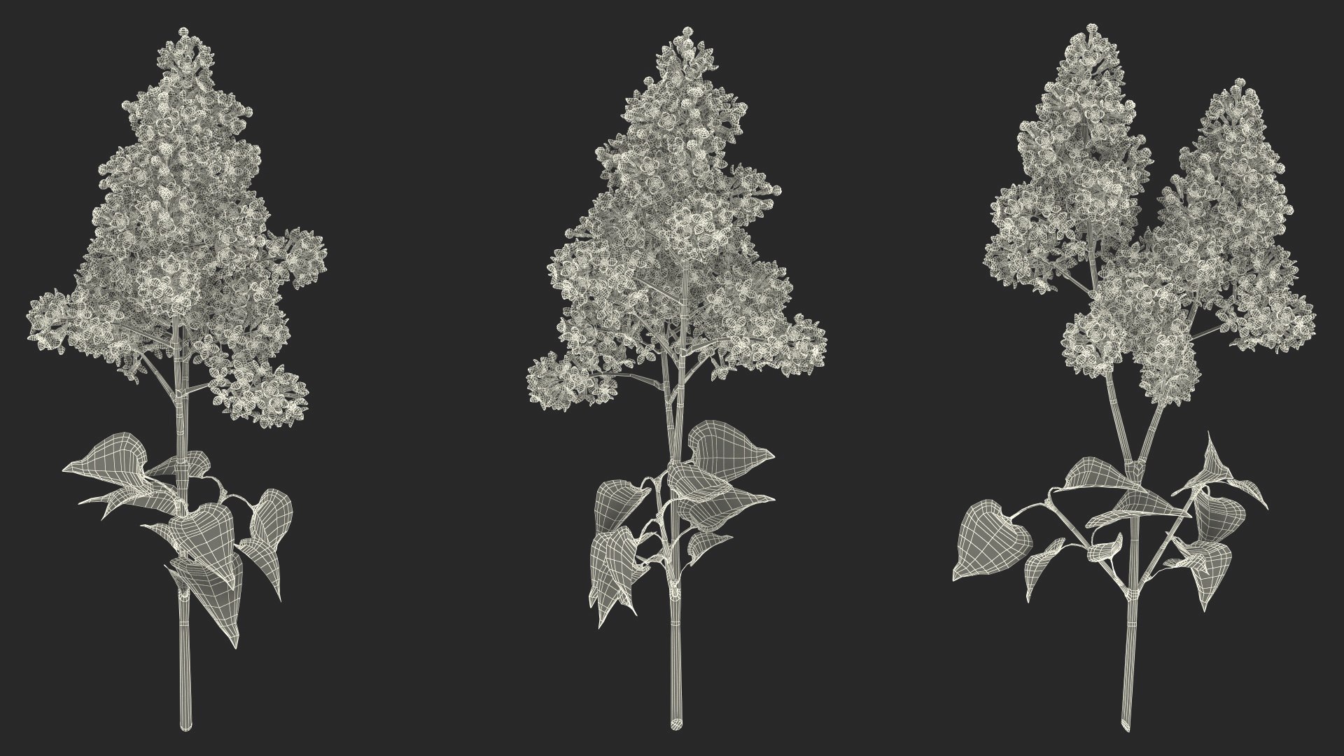 Lilac Branch 3D model - TurboSquid 2145569